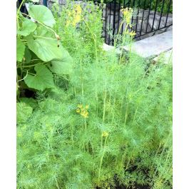 Dukat Dill | John Scheepers Kitchen Garden Seeds