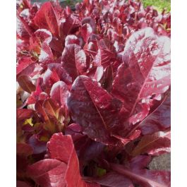 Merlot Batavian Lettuce | John Scheepers Kitchen Garden Seeds