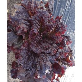 Midnight Ruffles Loose-Leaf Lettuce | John Scheepers Kitchen Garden Seeds