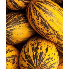 Santa Claus Melon | John Scheepers Kitchen Garden Seeds