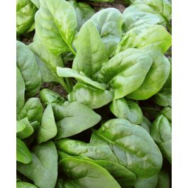 Regiment Spinach | John Scheepers Kitchen Garden Seeds