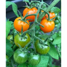 Sungold Cherry Tomato | John Scheepers Kitchen Garden Seeds