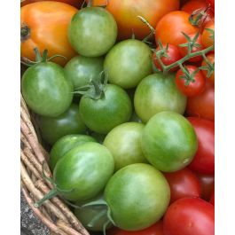 Sungreen Cherry Tomato | John Scheepers Kitchen Garden Seeds