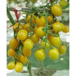 Yellow Jelly Bean Grape Tomato | John Scheepers Kitchen Garden Seeds