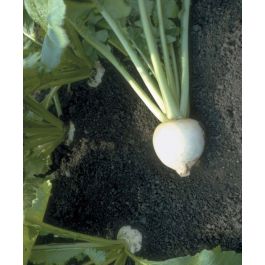 White Lady Turnip | John Scheepers Kitchen Garden Seeds