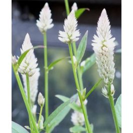 Xantippe Cutting Celosia | John Scheepers Kitchen Garden Seeds