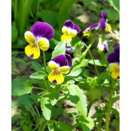 Johnny Jump-Ups | John Scheepers Kitchen Garden Seeds