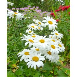 Alaska Shasta Daisies | John Scheepers Kitchen Garden Seeds