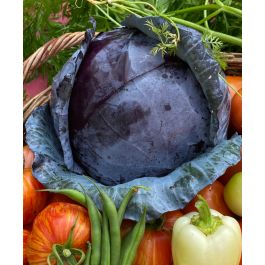 Kosaro Red Cabbage | John Scheepers Kitchen Garden Seeds
