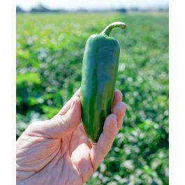 Megatron Jalapeno Hot Chile Pepper | John Scheepers Kitchen Garden Seeds