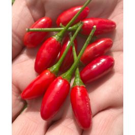 Tabasco Hot Chile Pepper | John Scheepers Kitchen Garden Seeds