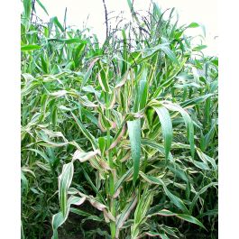Striped Japonica Ornamental Corn | John Scheepers Kitchen Garden Seeds