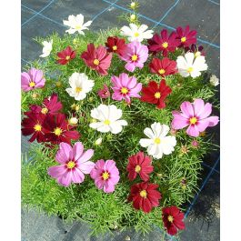 The Casanova Cosmos Mixture | John Scheepers Kitchen Garden Seeds