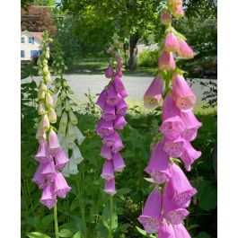 The Excelsior Foxglove Mixture | John Scheepers Kitchen Garden Seeds