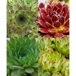Hippie Chicks Hens & Chicks | John Scheepers Kitchen Garden Seeds