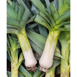 Dawn Giant Leek | John Scheepers Kitchen Garden Seeds