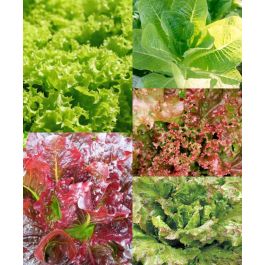 The Tuscany Italian Lettuce Blend | John Scheepers Kitchen Garden Seeds