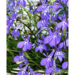 Blue Color Cascading Lobelia | John Scheepers Kitchen Garden Seeds