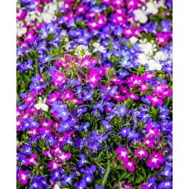 Ruby Color Cascading Lobelia | John Scheepers Kitchen Garden Seeds