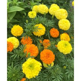 The Marvel African Marigold Mixture | John Scheepers Kitchen Garden Seeds