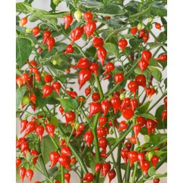 Biquinho Red Hot Chile Pepper | John Scheepers Kitchen Garden Seeds