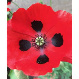Ladybird Poppy | John Scheepers Kitchen Garden Seeds