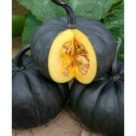 Black Kat Pumpkin | John Scheepers Kitchen Garden Seeds