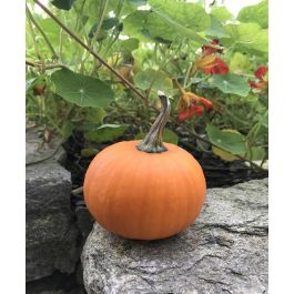 Wee Be Little Baby Pumpkin