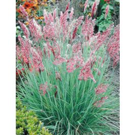 Savannah Ruby Grass | John Scheepers Kitchen Garden Seeds