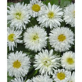 Crazy Daisy Shasta Daisy | John Scheepers Kitchen Garden Seeds
