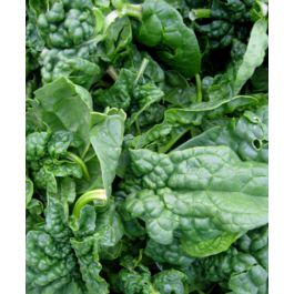 Bloomsdale Long Standing Spinach | John Scheepers Kitchen Garden Seeds
