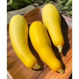 Smooth Criminal Straightneck Summer Squash | John Scheepers Kitchen ...