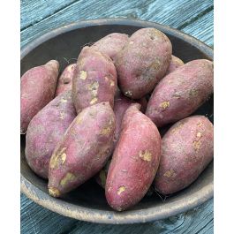 Murasaki Japanese Sweet Potato | John Scheepers Kitchen Garden Seeds