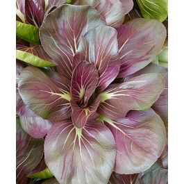 Red Tatsoi | John Scheepers Kitchen Garden Seeds