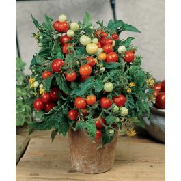 Micro Tom Cherry Tomato | John Scheepers Kitchen Garden Seeds