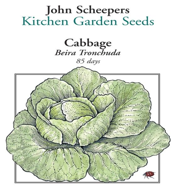 Beira Tronchuda Cabbage Fall Garden Fair Vegetables | UC Agriculture