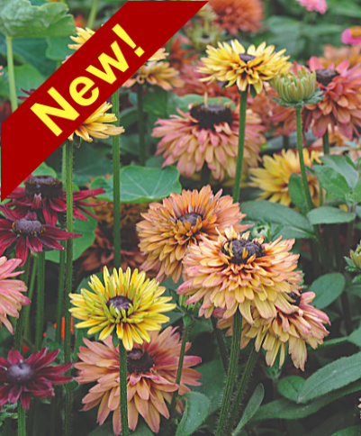 Kitchen Garden Seeds